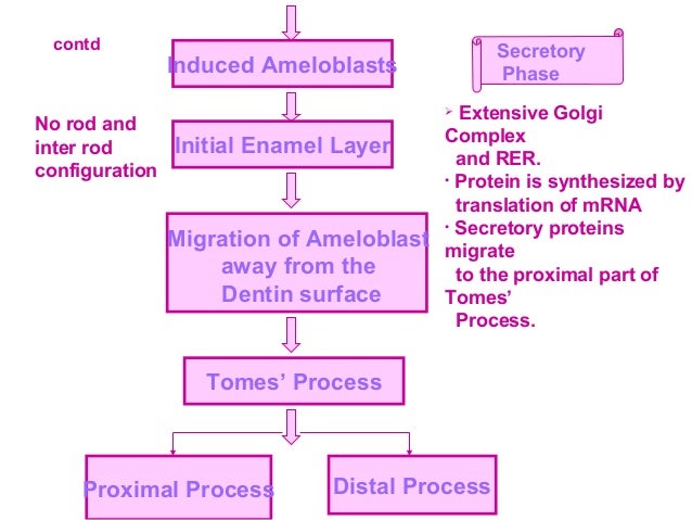 Amelogenesis - Stages of enamel formation