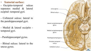 Cerebrum/ Cerebrum/ Cerebrum/ Cerebrum.pdf