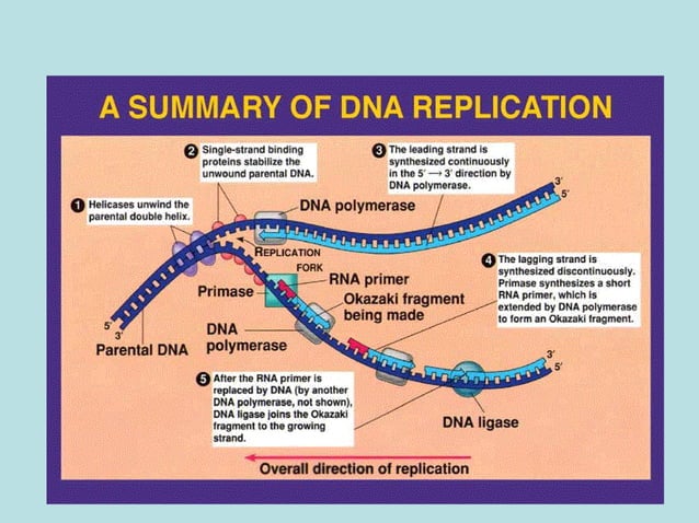 presentation on eukaryotic dna replication | PPT