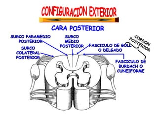 medula espinal 1 | PPT