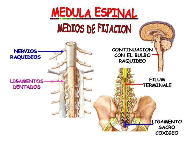 medula espinal 1