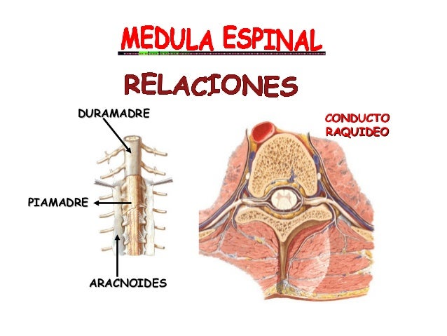 medula espinal 1