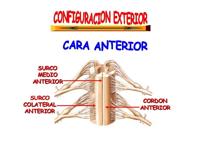 medula espinal 1