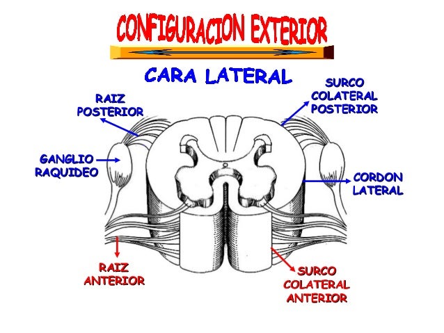 medula espinal 1