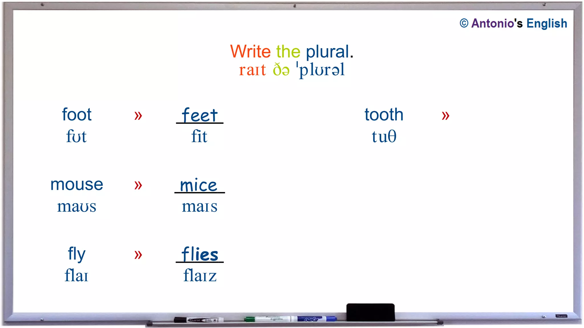 16. All plurals - Todos los plurales | PPT