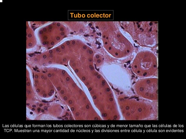 HISTOLOGIA aparato urinario