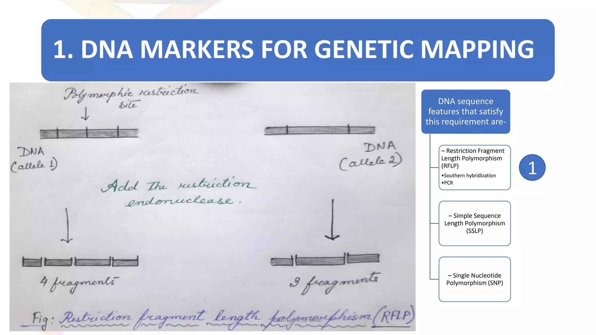 Gene mapping | Genetic map | Physical Map | DNA Data Analysis (upgraded ...