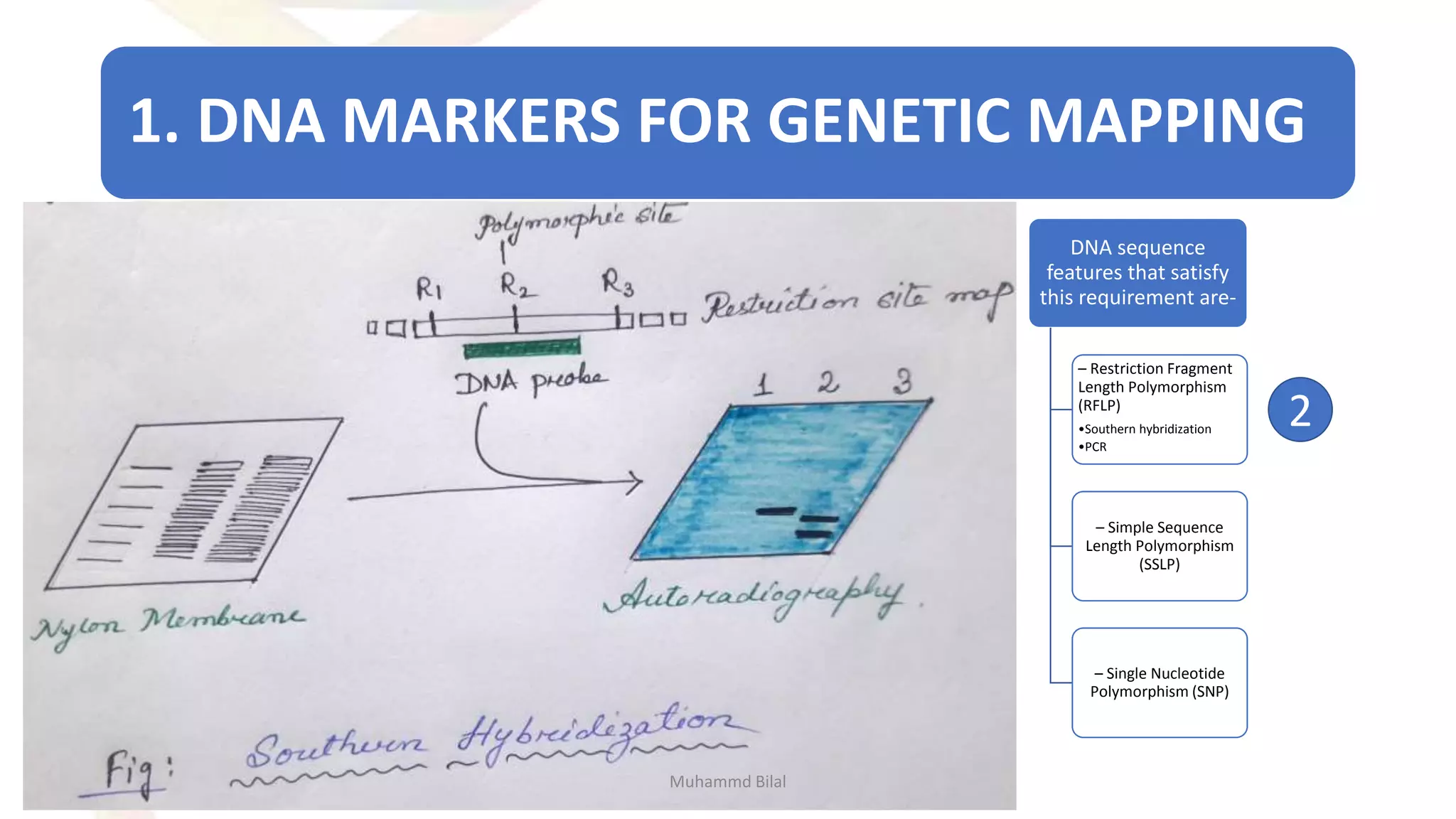 Gene mapping | Genetic map | Physical Map | DNA Data Analysis (upgraded ...