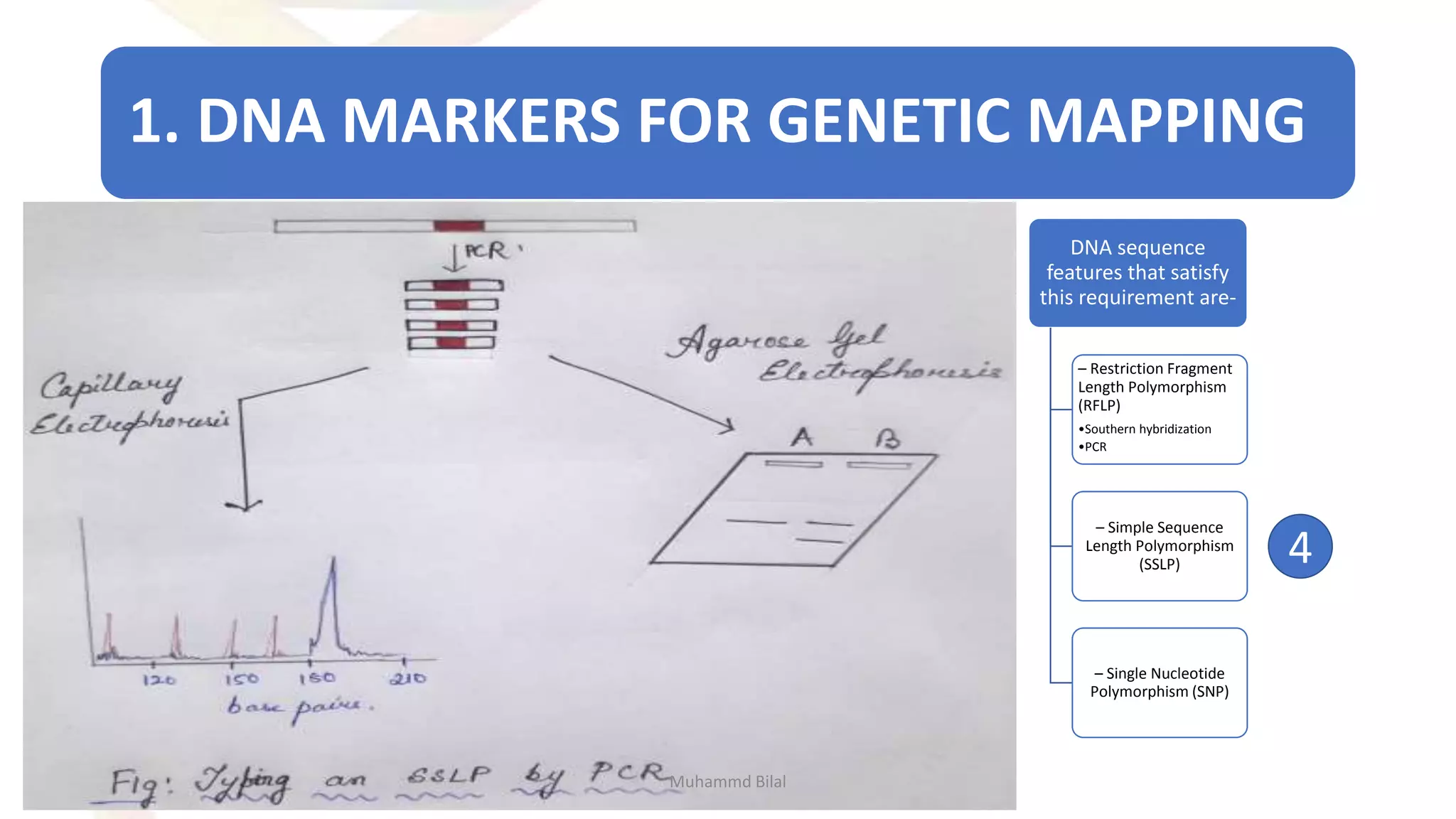 Gene mapping | Genetic map | Physical Map | DNA Data Analysis (upgraded ...