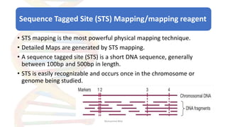 Gene mapping | Genetic map | Physical Map | DNA Data Analysis (upgraded ...