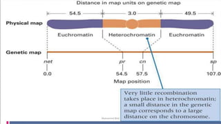 Gene mapping | Genetic map | Physical Map | DNA Data Analysis (upgraded ...