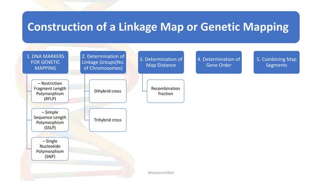 Gene mapping | Genetic map | Physical Map | DNA Data Analysis (upgraded ...