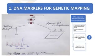 Gene mapping | Genetic map | Physical Map | DNA Data Analysis (upgraded) | PPTX | Genetics | Science