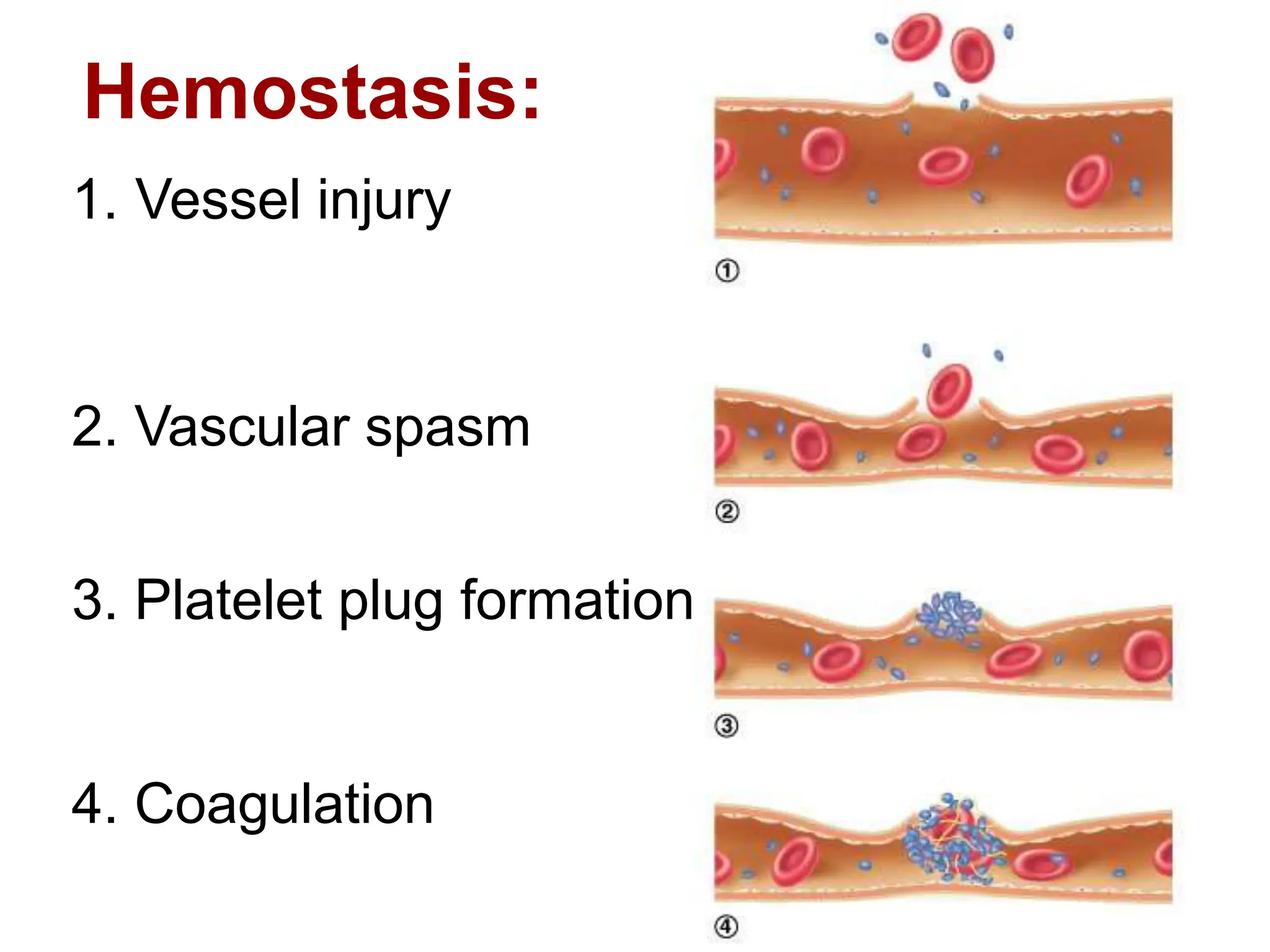 the microscopic structures and functions of Blood.ppt