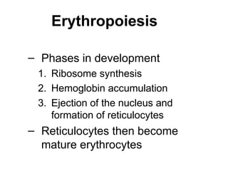 Erythropoiesis: red blood cell production.ppt