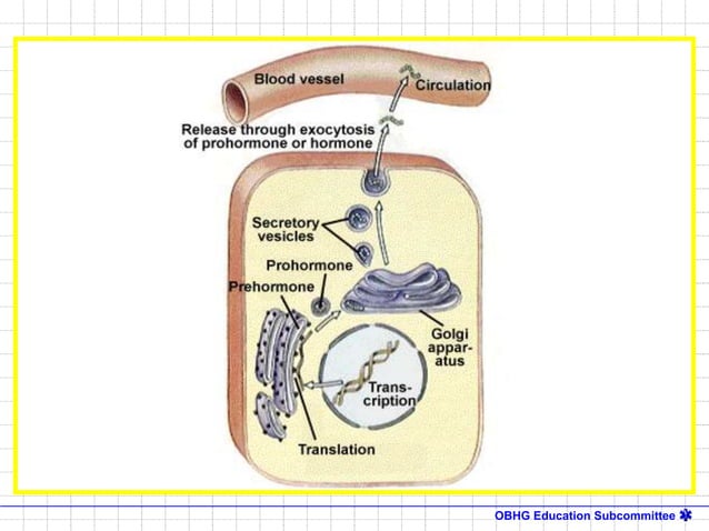 017_OBHG_Endocrine glands -12_-_2006.ppt