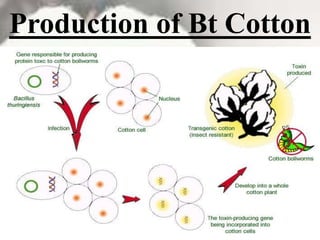 Bt Cotton | PPT