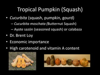 SAFS405Exploring the Diversity of Tropical Pumpkin in Costa Rica LG copy | PPT