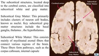 Subcortical White Matter / Subcortical White Matter.pdf