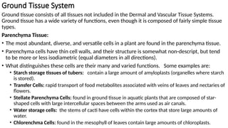 01a- Different tissue systems of primary and secondary body.pptx