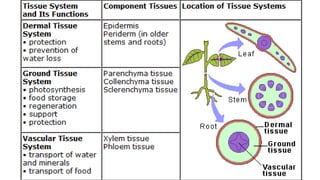 01a- Different tissue systems of primary and secondary body.pptx