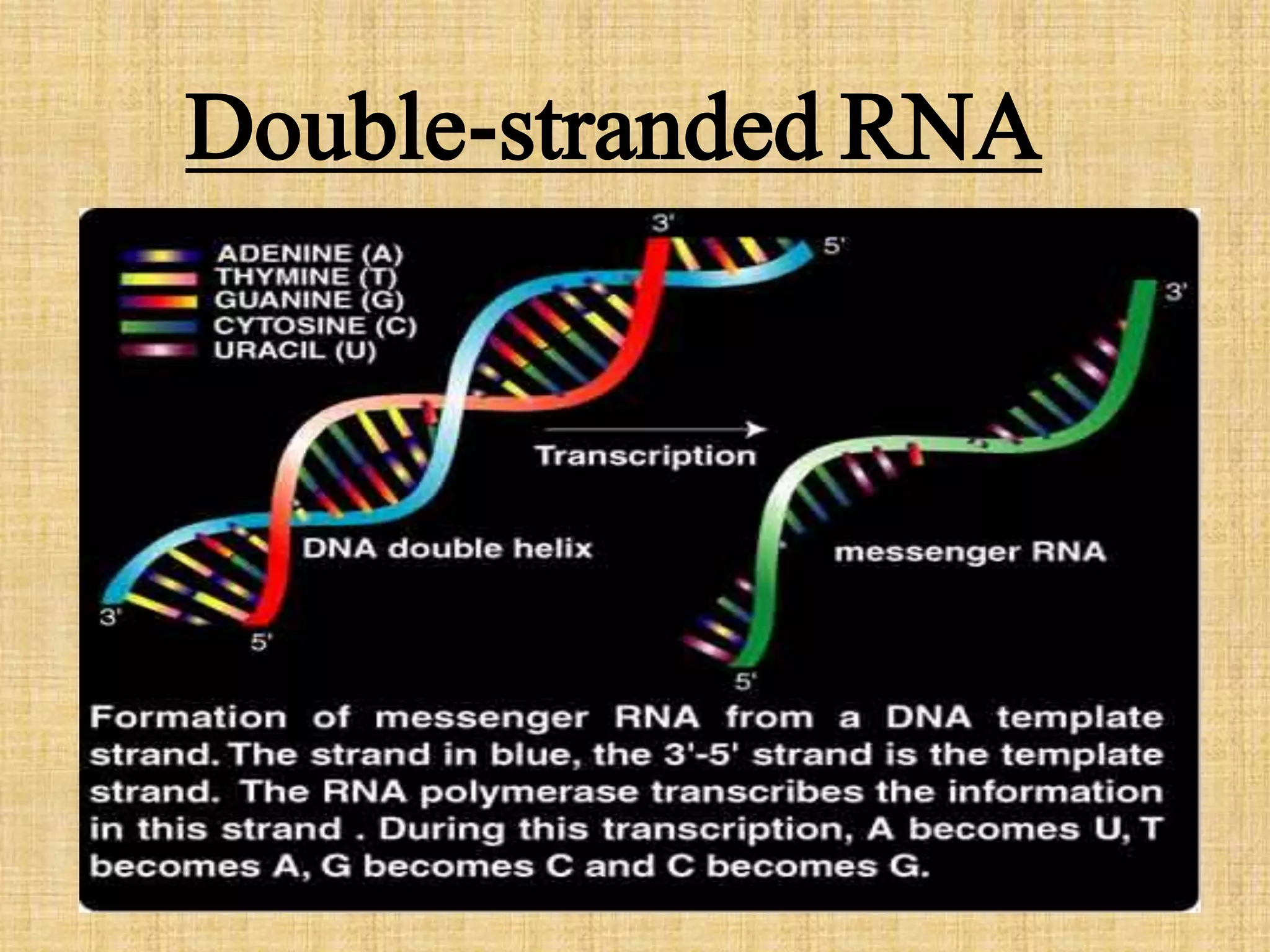 structure types and function of RNA | PPTX