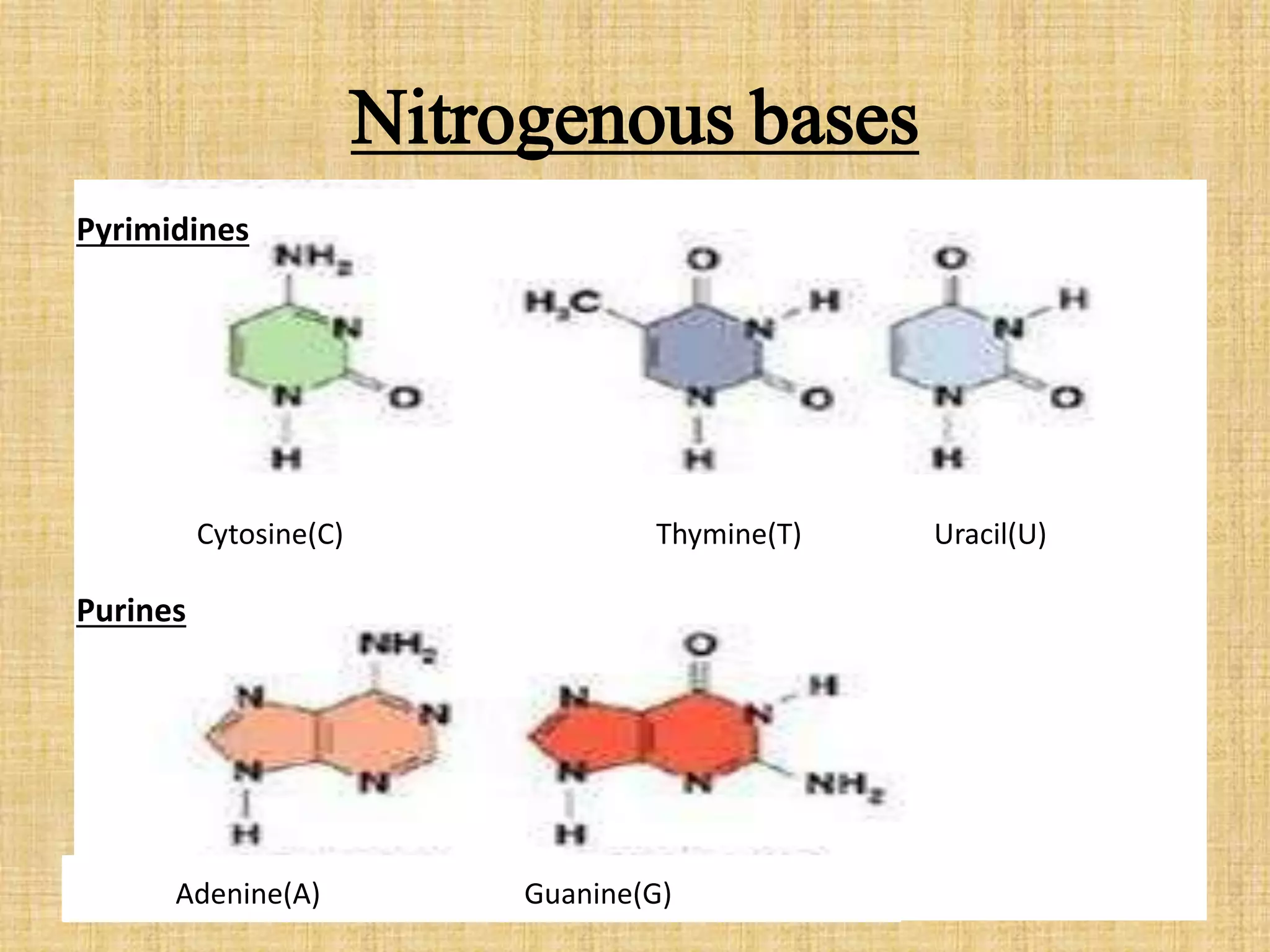 structure types and function of RNA | PPTX