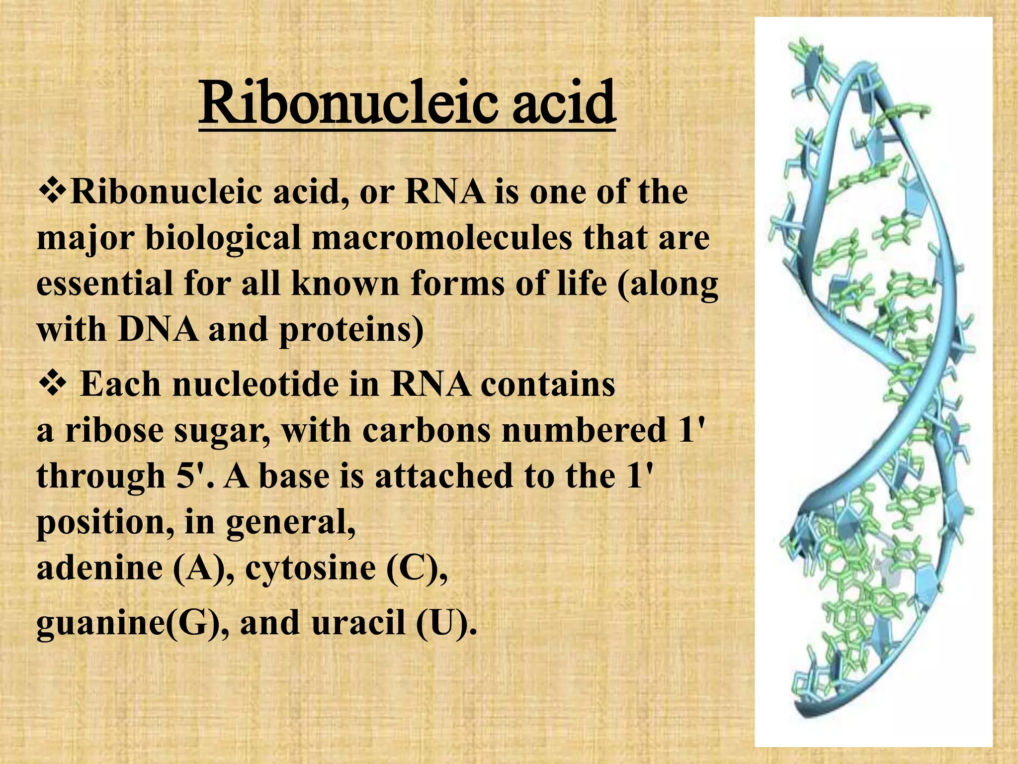 structure types and function of RNA | PPTX