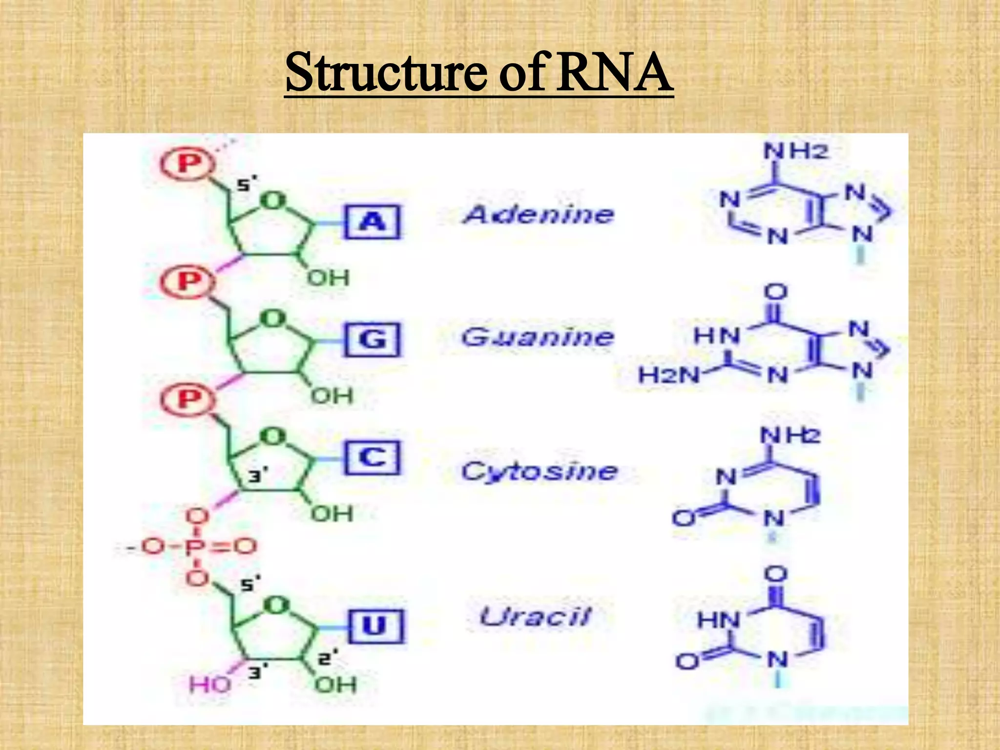 structure types and function of RNA | PPTX