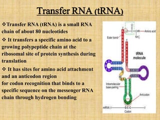 structure types and function of RNA | PPTX