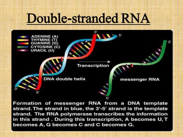 structure types and function of RNA | PPTX
