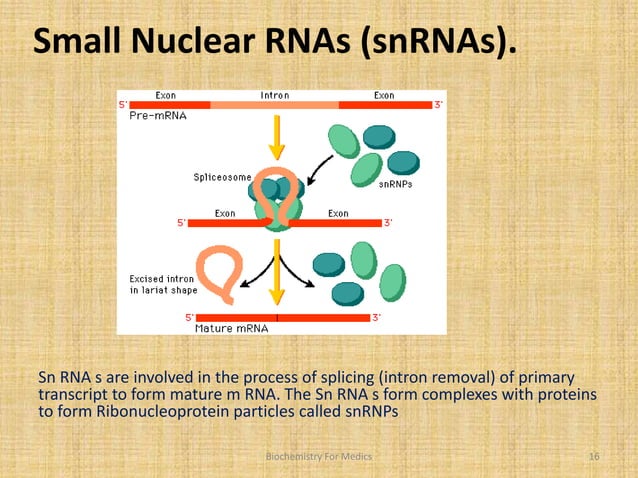structure types and function of RNA | PPTX