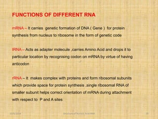 structure types and function of RNA | PPTX