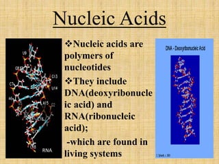 structure types and function of RNA | PPTX