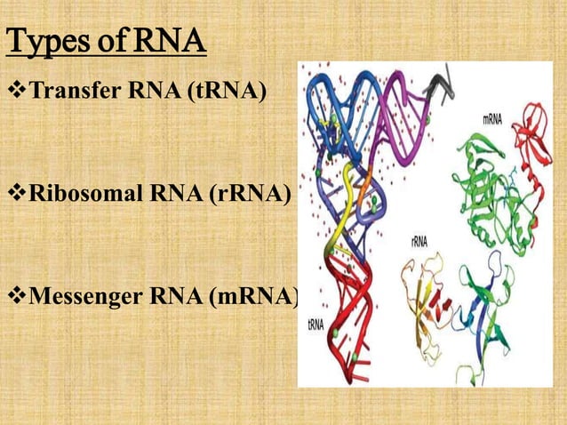 Structure Types And Function Of Rna