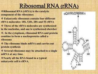 Rrna Structure And Function
