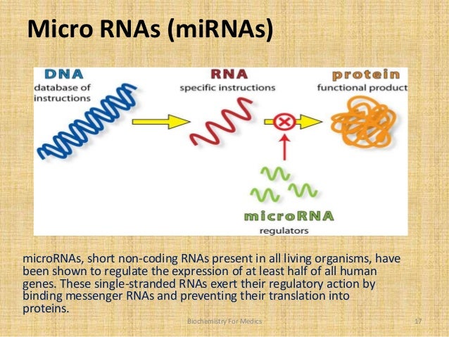 structure types and function of RNA