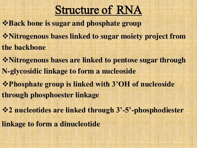 Rna Structure Types And Functions RNA Structure, Types And Functions