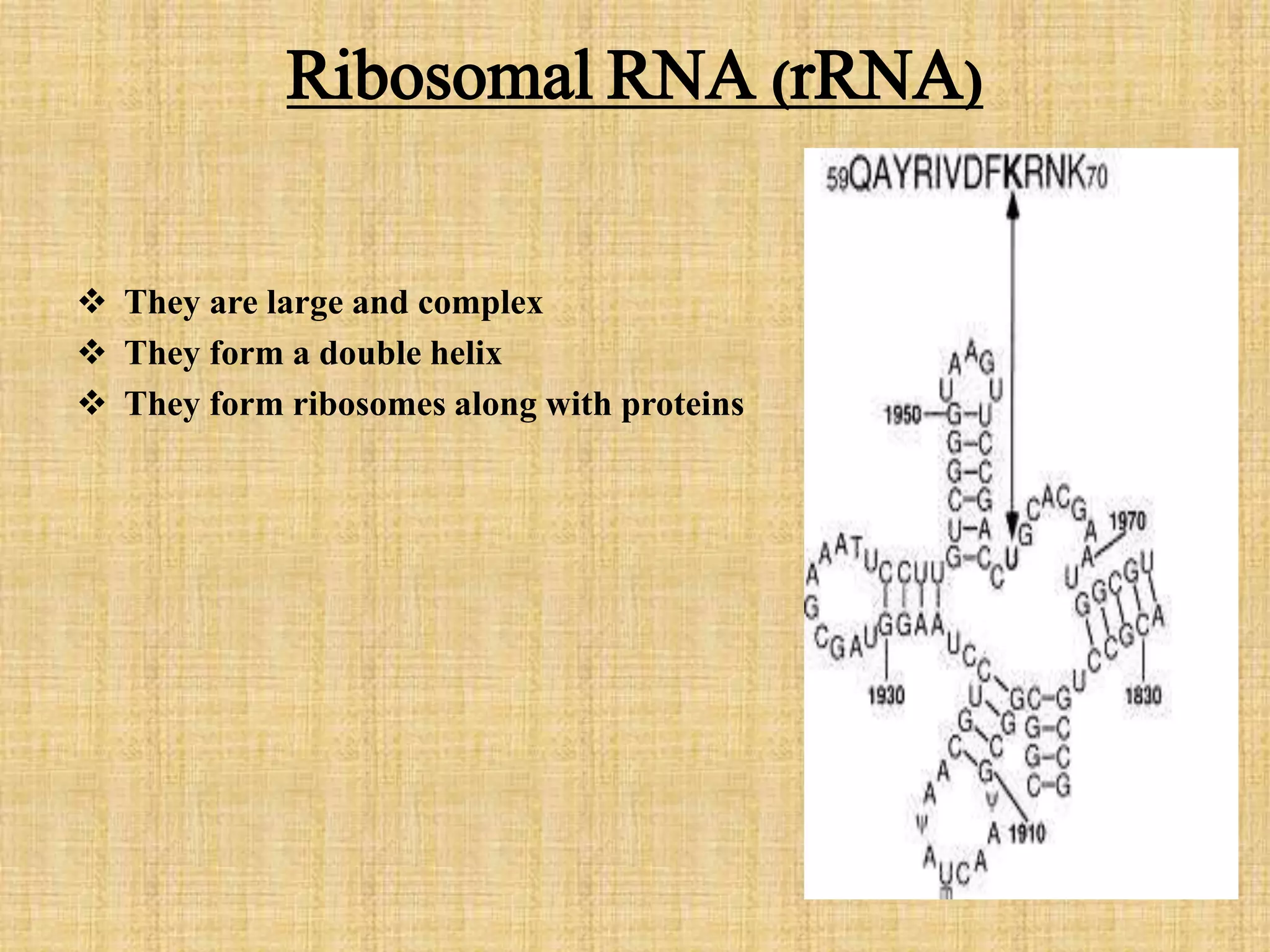 types of RNA | PPTX | Genetics | Science