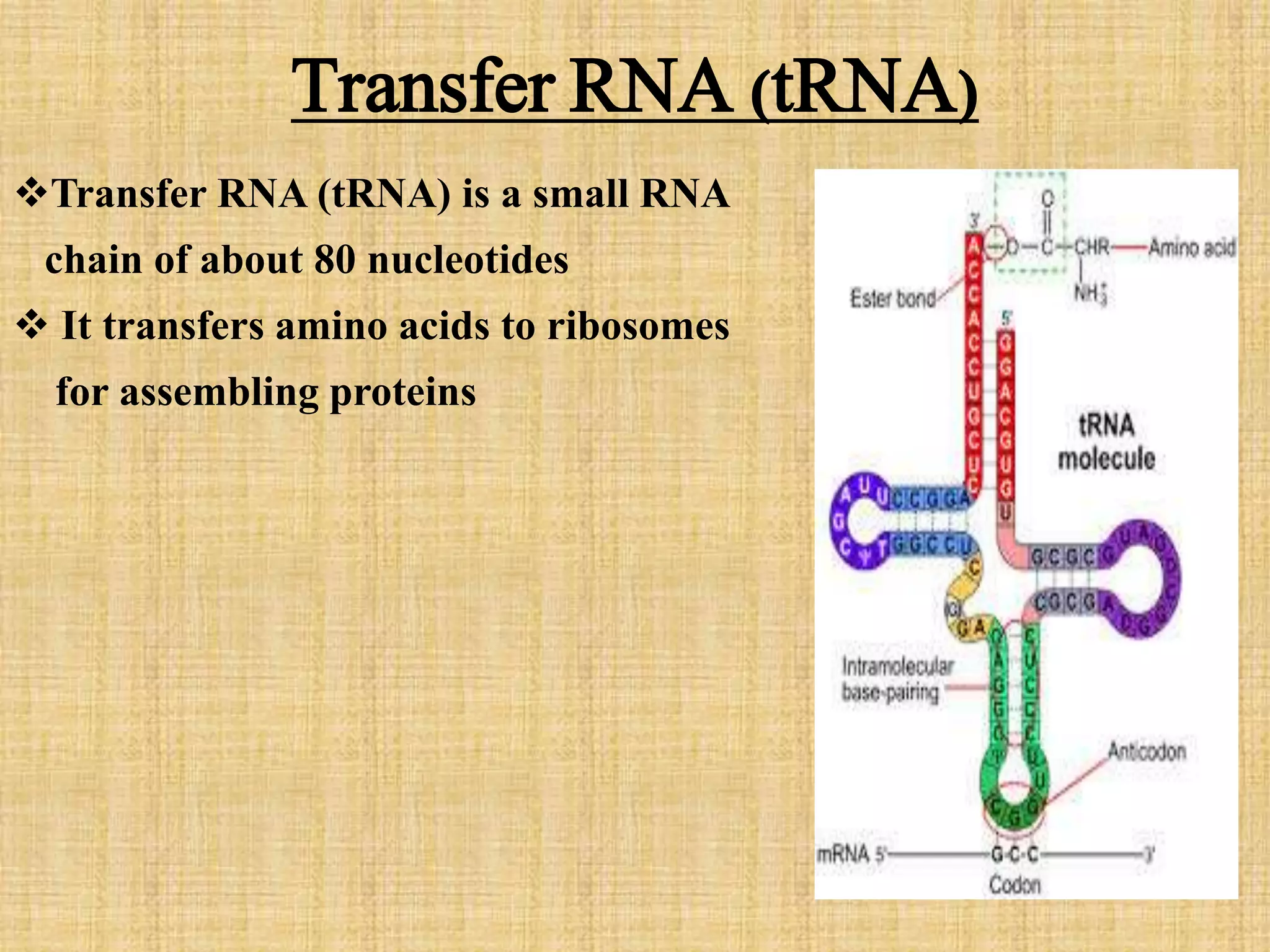 types of RNA | PPTX | Genetics | Science
