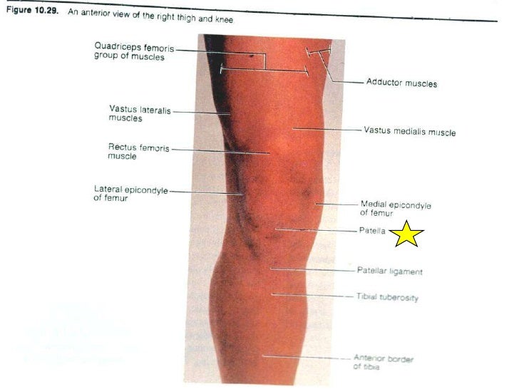 01 A First Look At Anatomy 2009