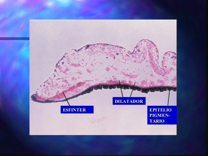 Anatomia del ojo.