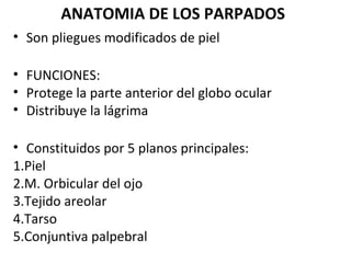 anatomia del ojo resumen blanco y negro | PPT