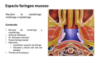 01 anatomia espacios cervicales | PPTX