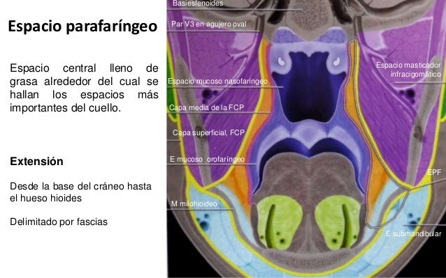 01 anatomia espacios cervicales