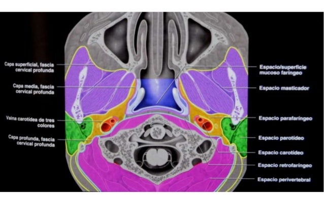 01 anatomia espacios cervicales