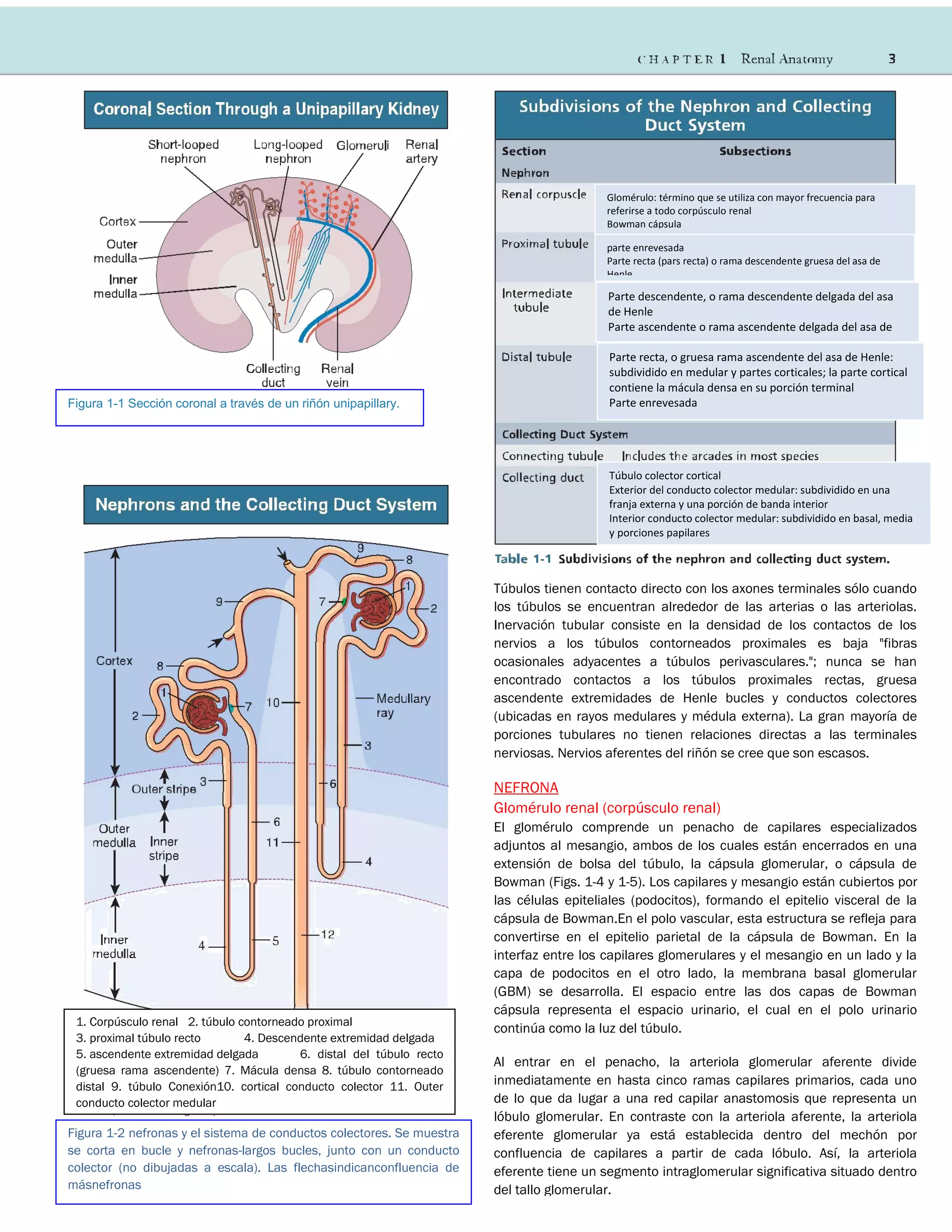Cap 01 Anatomia Renal Comprehensive Clinical Nephrology | PDF