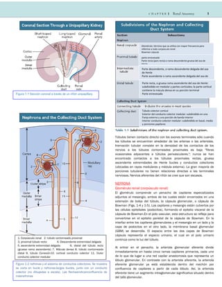 Cap 01 Anatomia Renal Comprehensive Clinical Nephrology | PDF