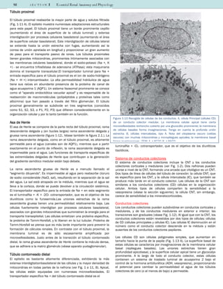 Cap 01 Anatomia Renal Comprehensive Clinical Nephrology | PDF