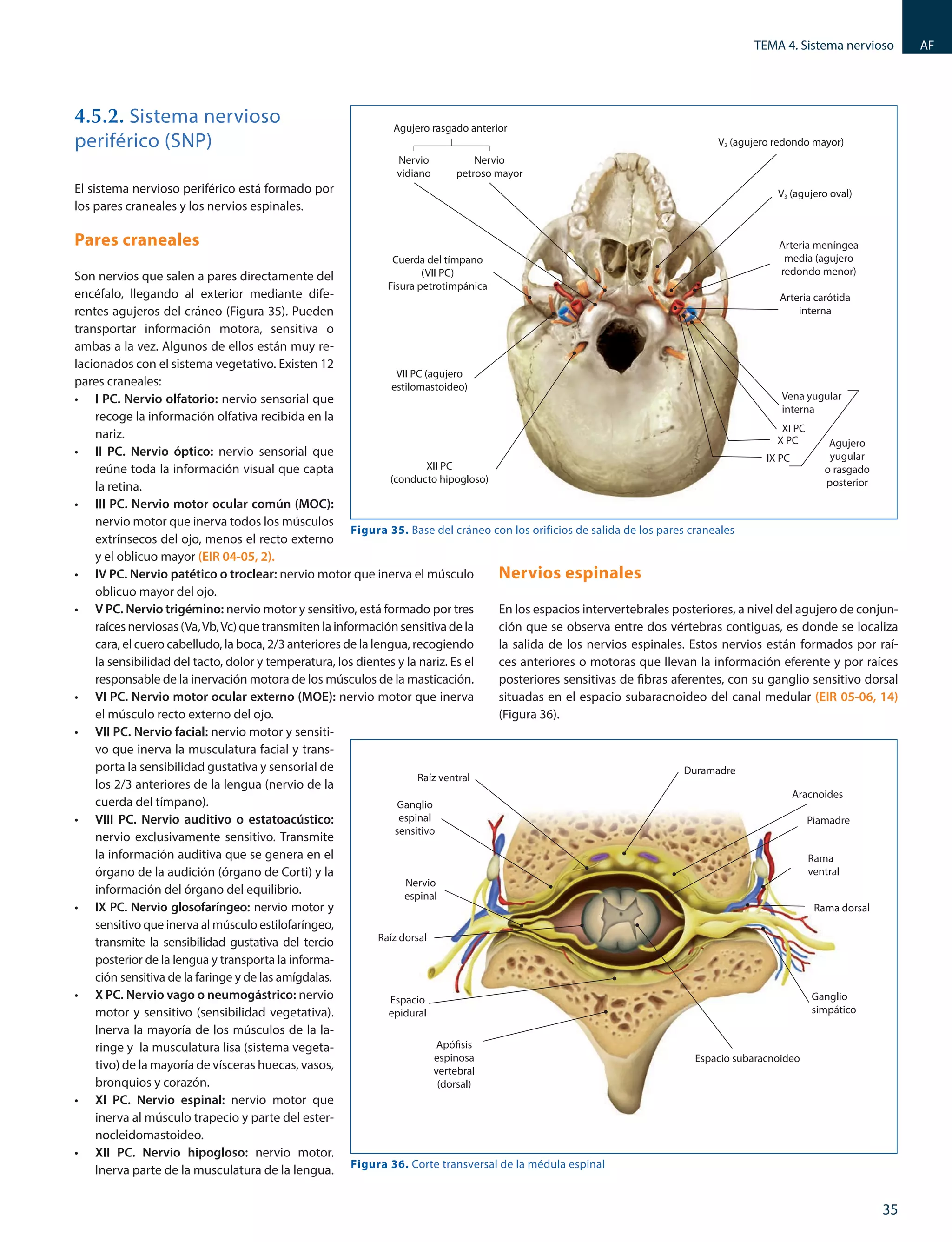 01 Anatomofisiologia 6ed | PDF